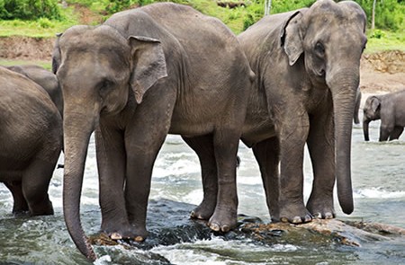 Adopt an Elephant online at udopt.co.uk