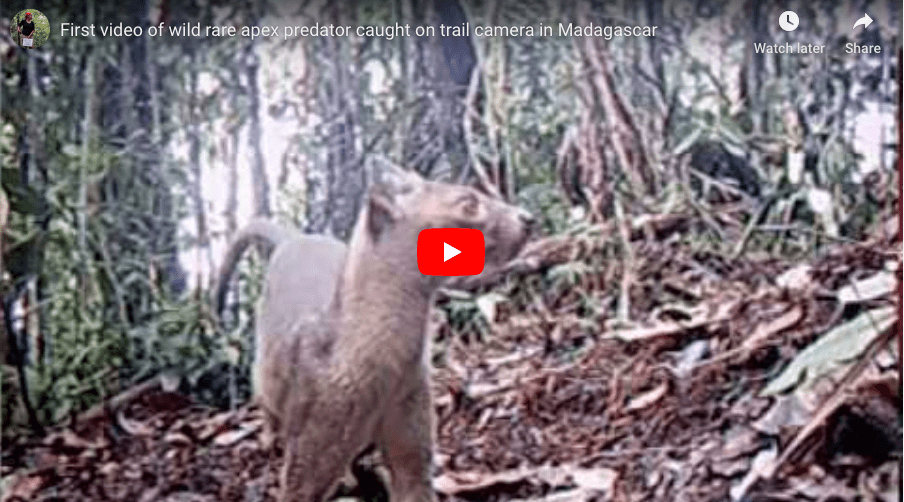 Rare Footage Of Fossa | udopt.co.uk