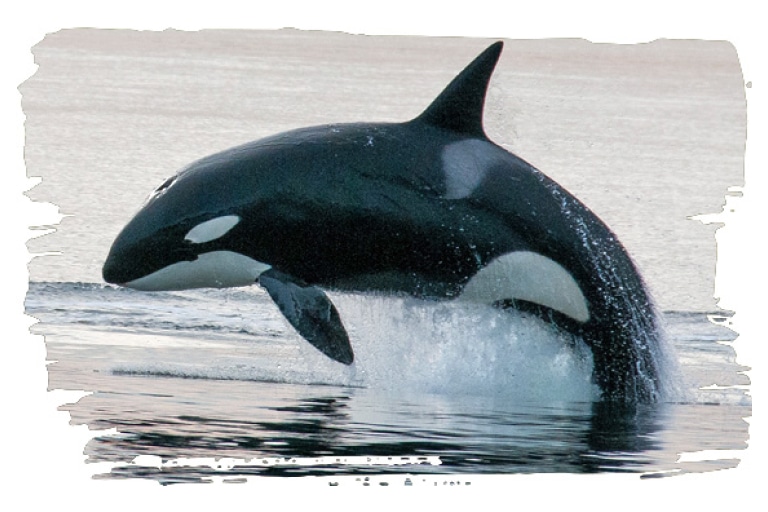 Adopt an Orca at udopt.co.uk